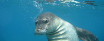 Top 10 Animals to See in Maui | Introduction to Wildlife on Maui