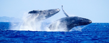 Top 10 Animals to See in Maui | Introduction to Wildlife on Maui