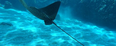 Top 10 Animals to See in Maui | Introduction to Wildlife on Maui