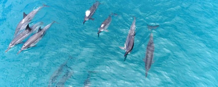 Top 10 Animals to See in Maui | Introduction to Wildlife on Maui