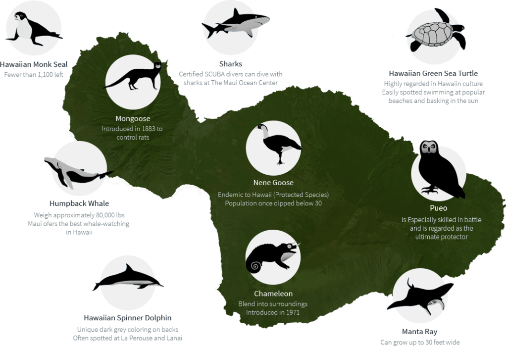 Top 10 Animals to See in Maui | Introduction to Wildlife on Maui