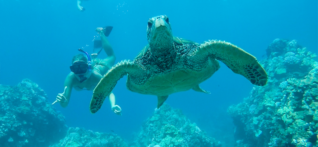 Snorkeling At Turtle Town Maui | Turtle Town Maui Guide