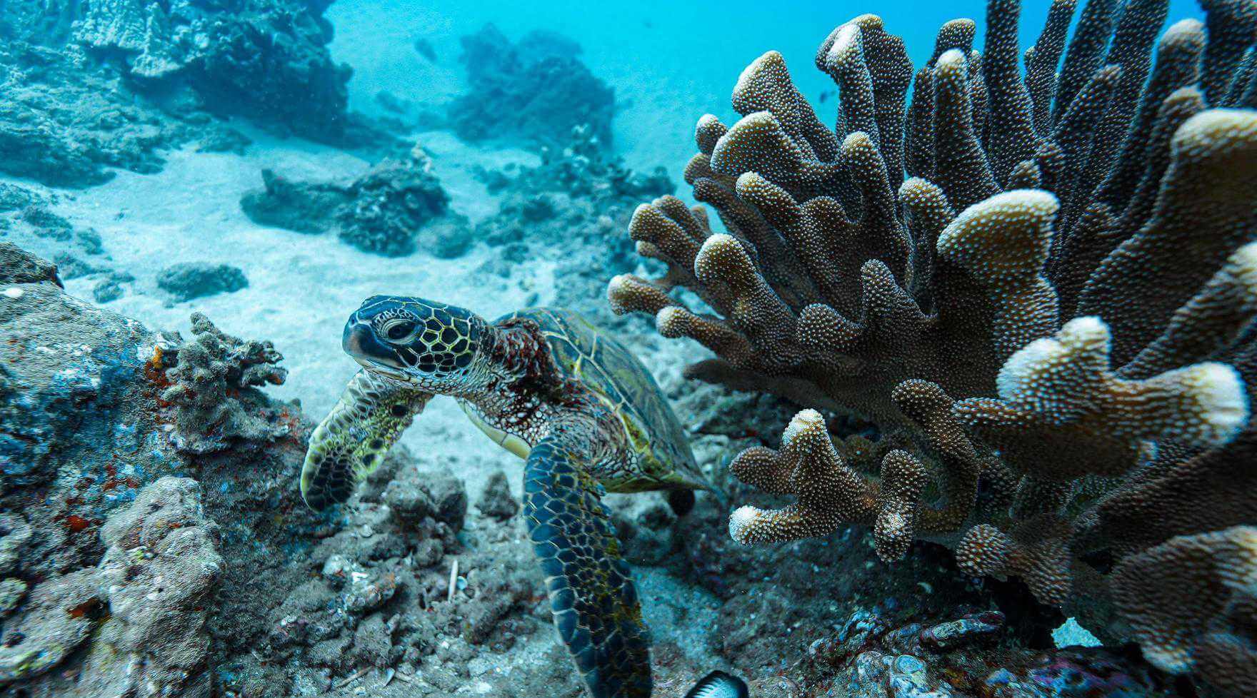 Turtle Town Arches Maui | Hawaiian Green Sea Turtles on Maui