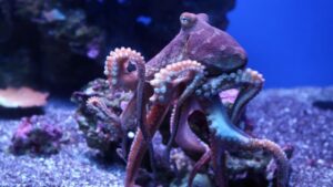 Maui Underwater Life | Ocean Animals Found on Maui