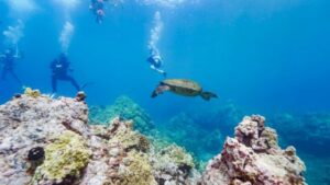 Maui SNUBA | SNUBA Diving in Maui | Molokini SNUBA